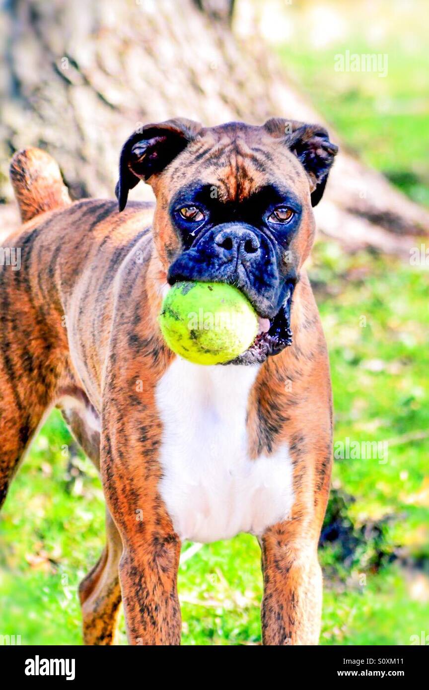 Boxer dog outdoors hi-res stock photography and images - Alamy