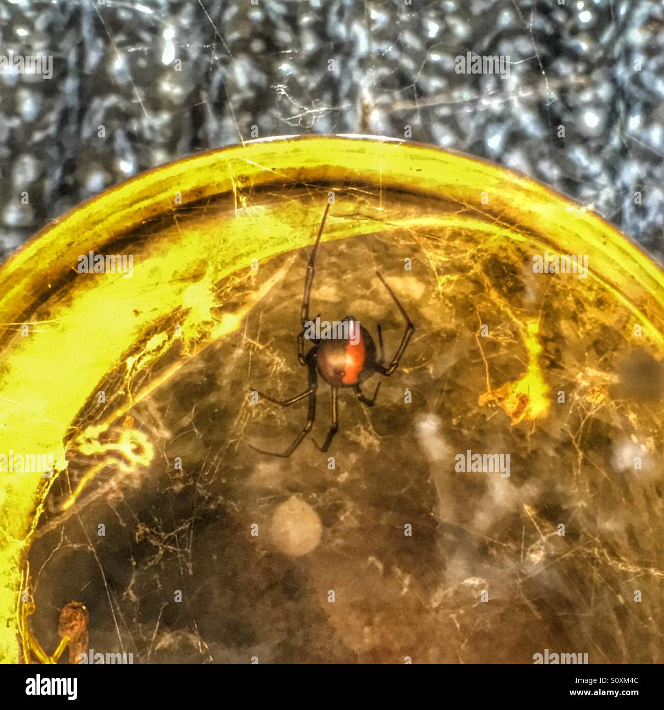 Redback spider hi-res stock photography and images - Alamy