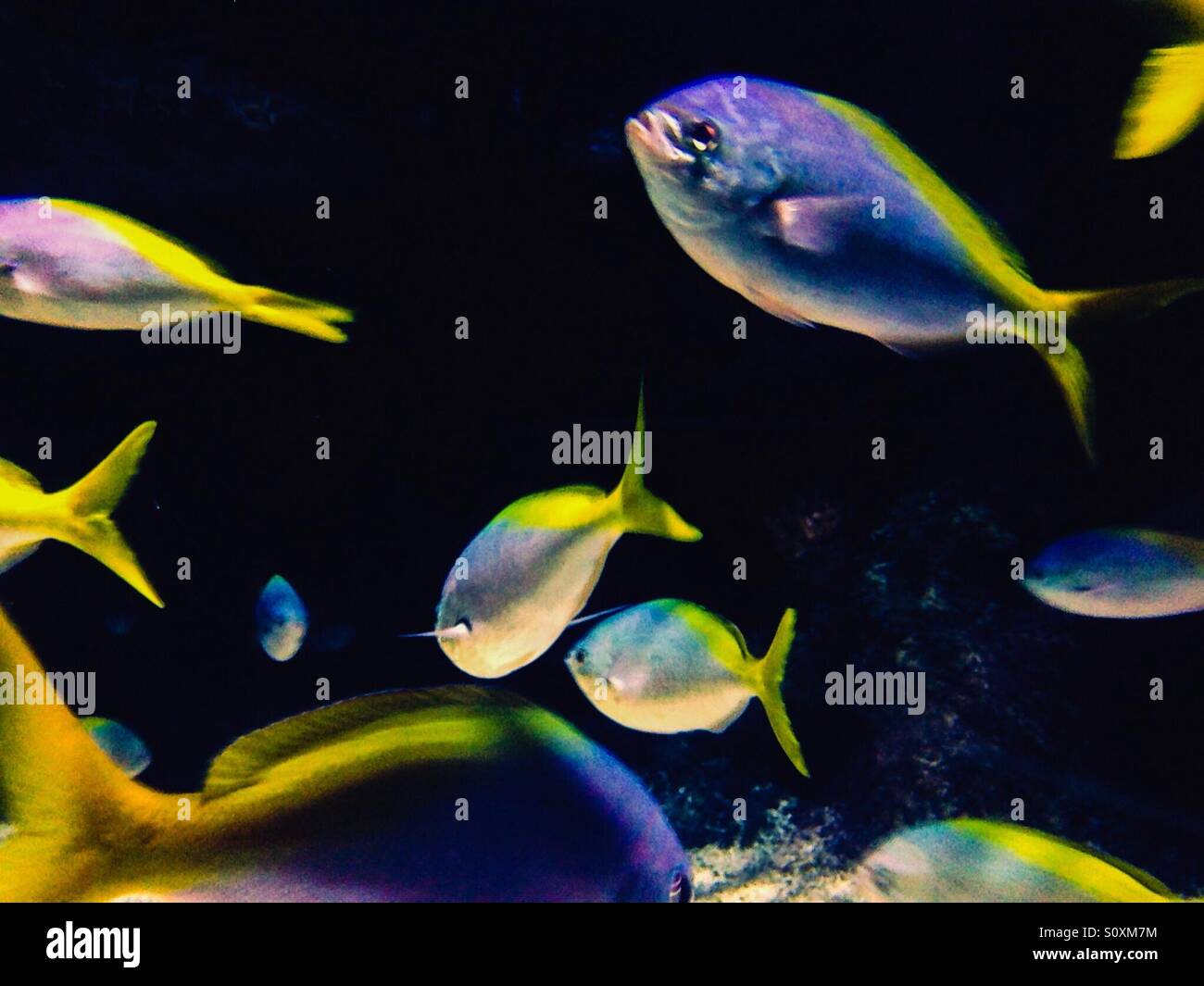 A group of fish in an aquarium Stock Photo - Alamy
