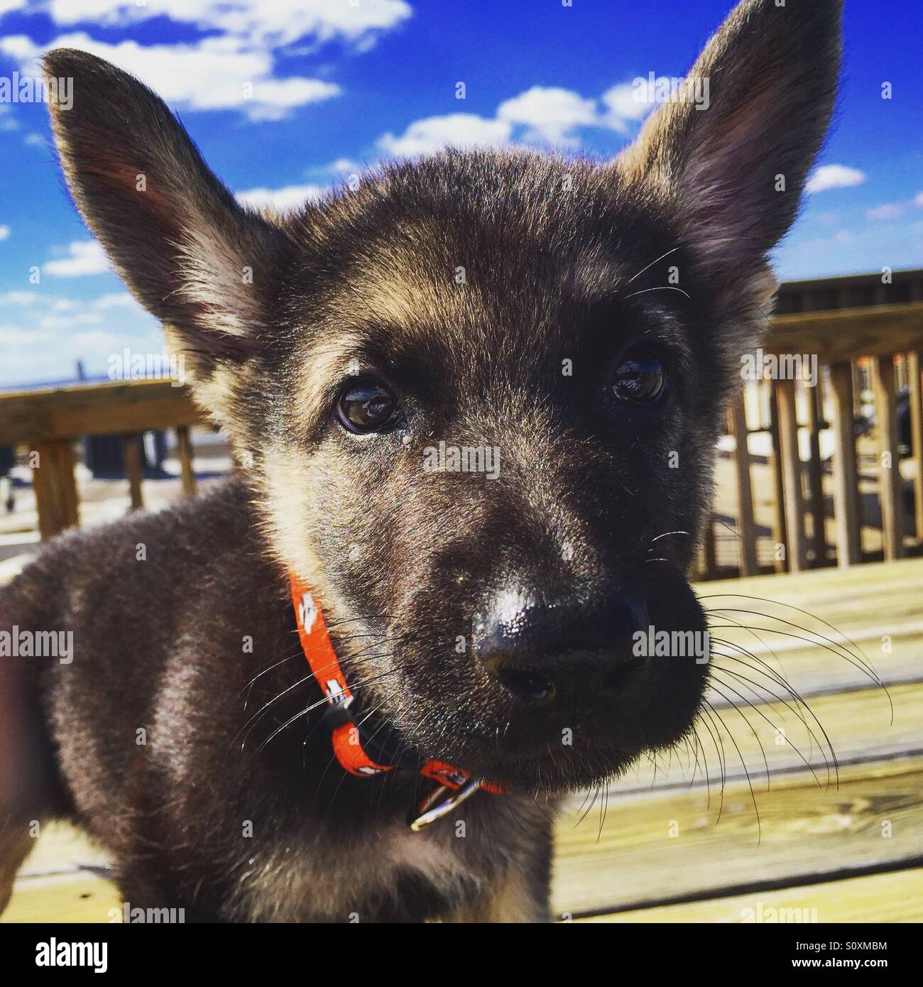 German Shepard puppy Stock Photo - Alamy