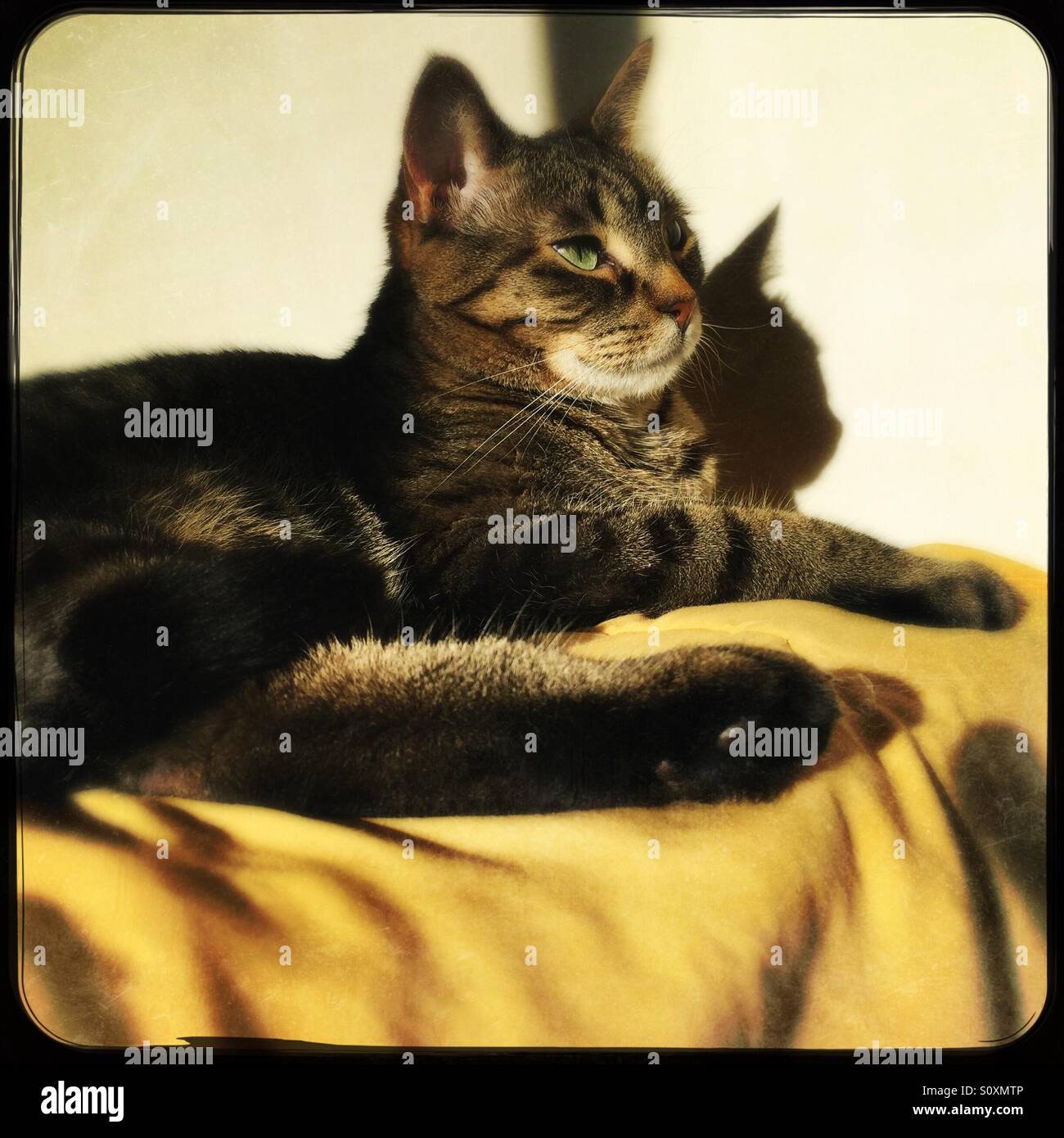 Tabby cat casting shadow Stock Photo - Alamy