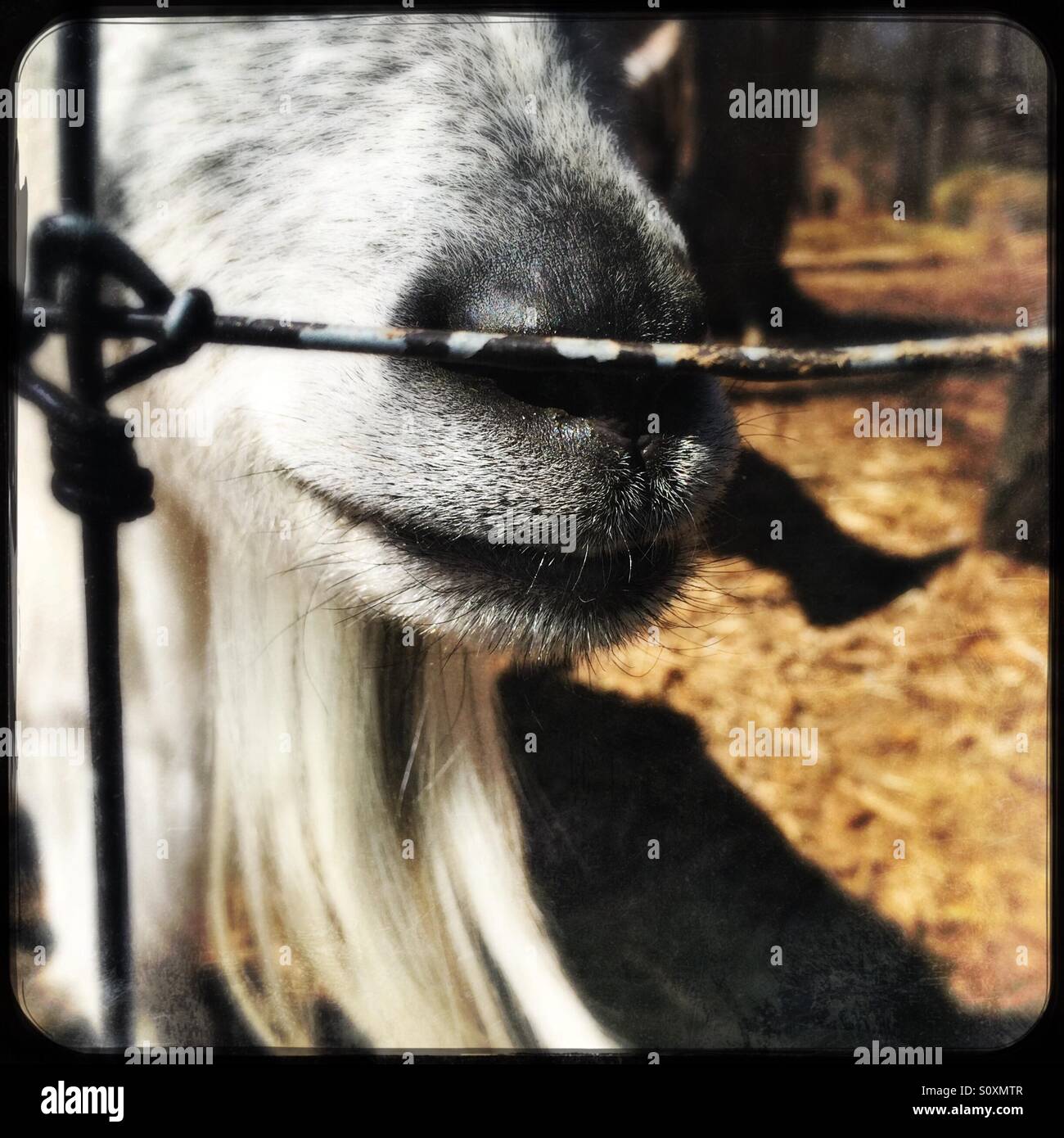 Animal beard hi-res stock photography and images - Alamy