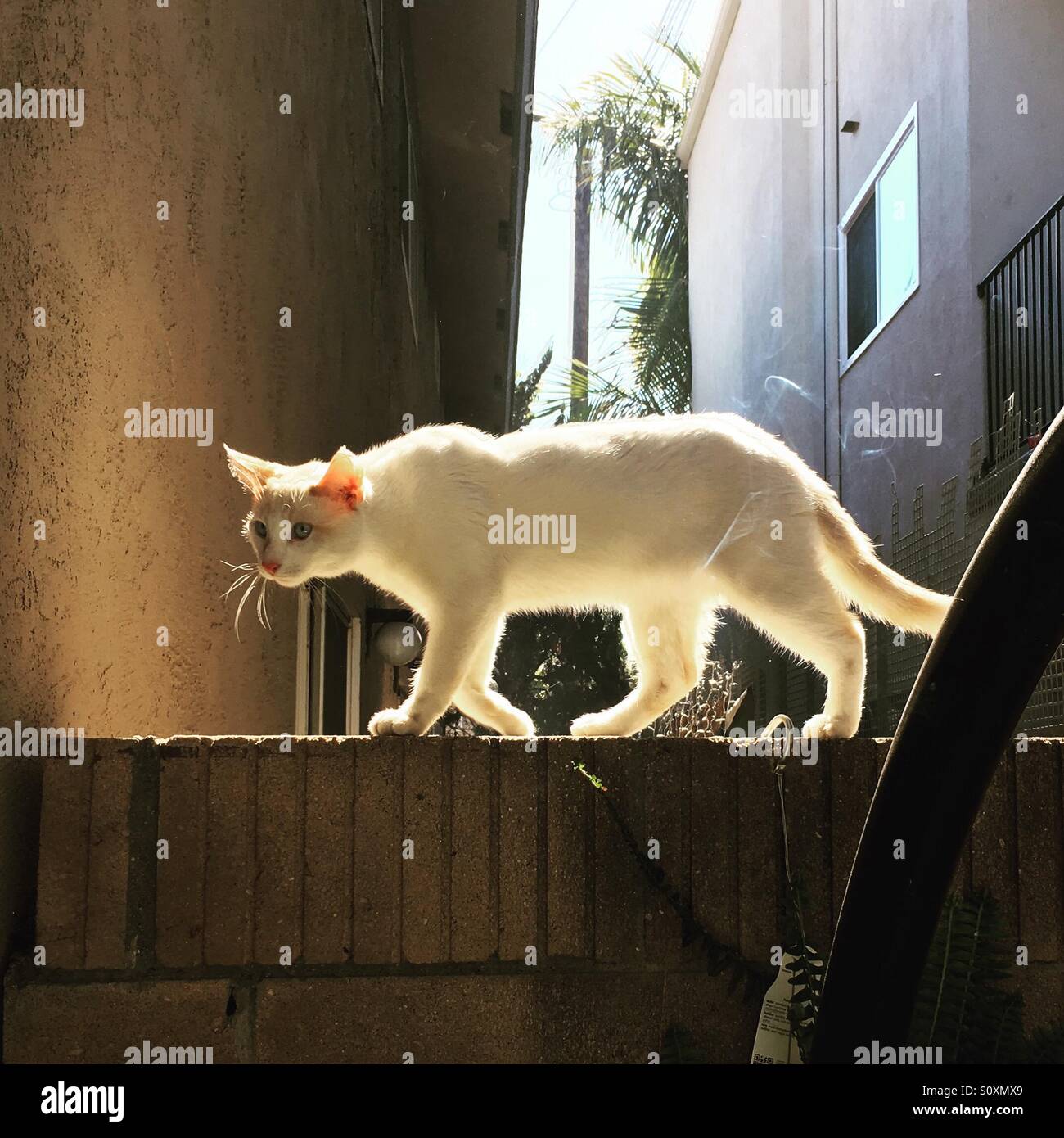 Walkingcat hi-res stock photography and images - Alamy