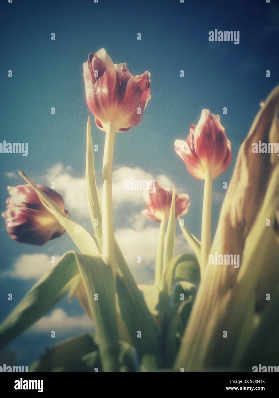 Tulips with film-effect filter applied Stock Photo - Alamy