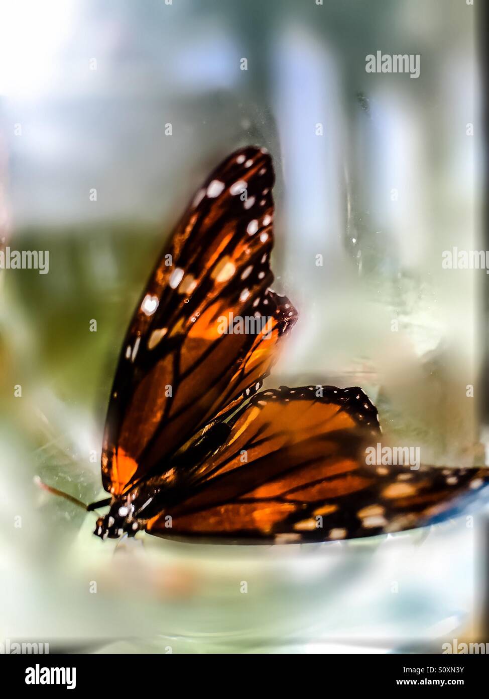 Trapped butterfly hi-res stock photography and images - Alamy