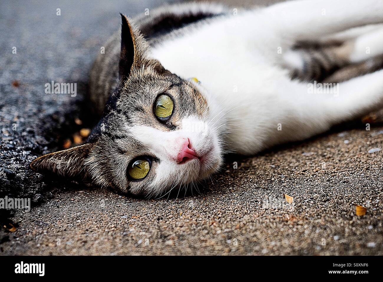 Thailand cat kittens hi-res stock photography and images - Alamy