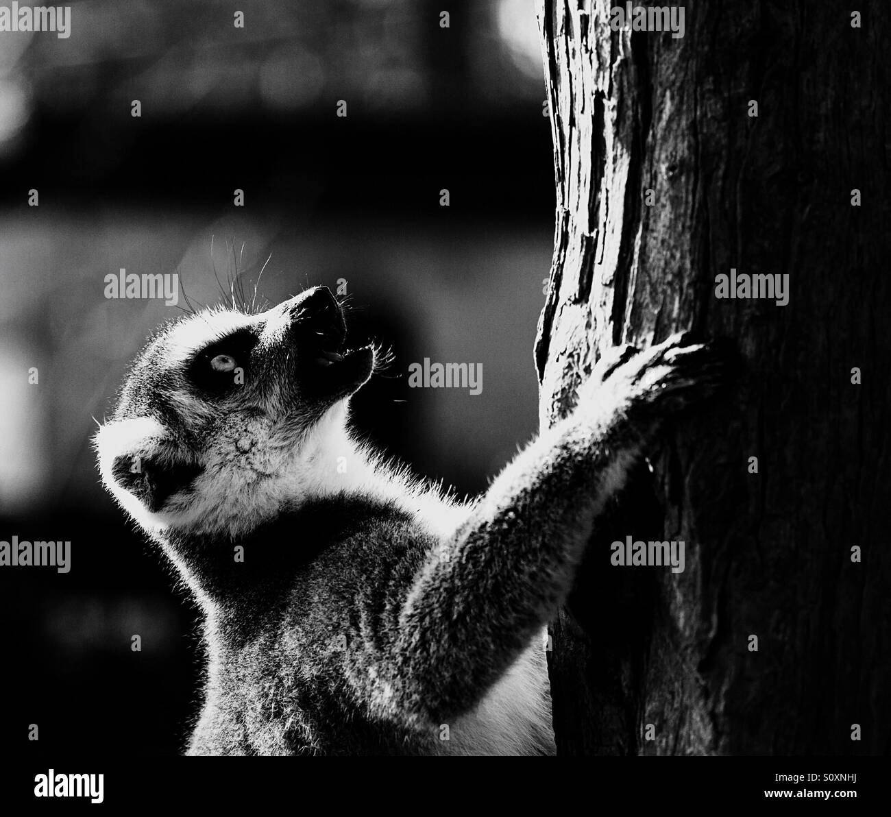 Animal primate climbing hi-res stock photography and images - Alamy