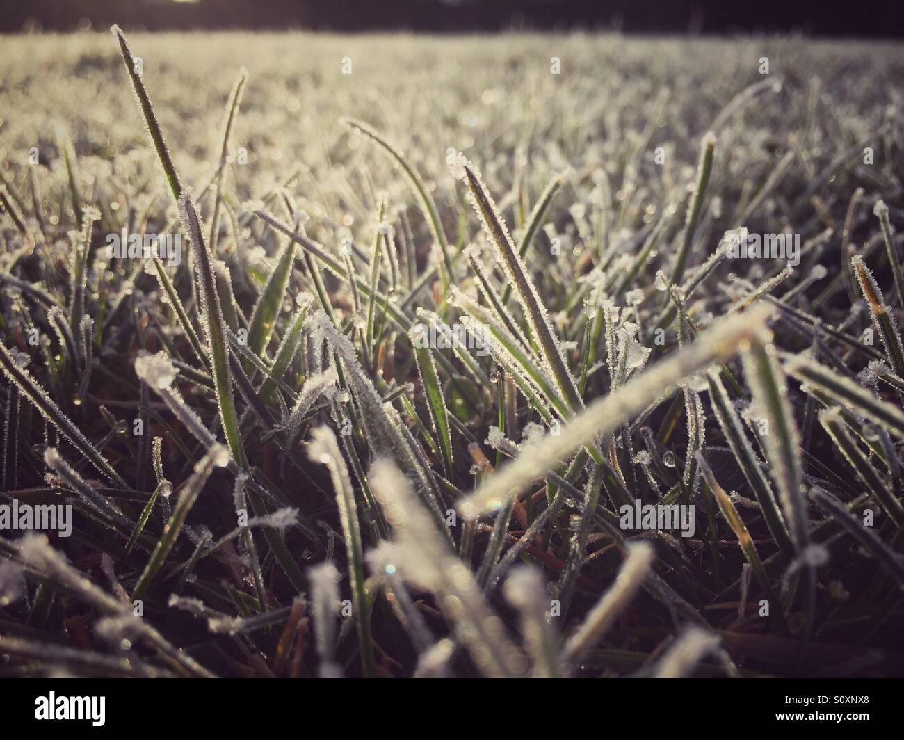 Frost covered grass in the early morning sun light Stock Photo - Alamy