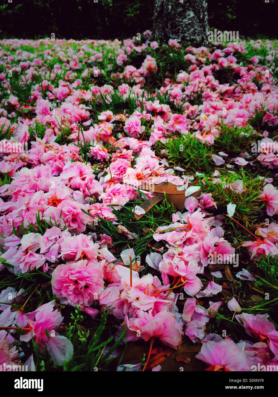 Flowers falling on the ground Stock Photo - Alamy