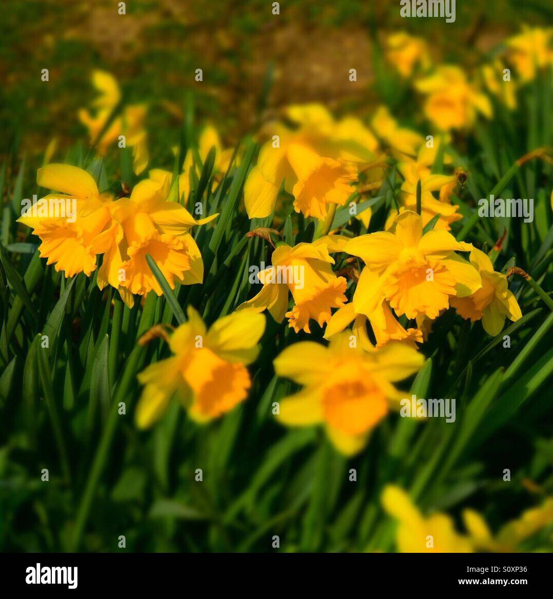 Springtime in the UK Stock Photo - Alamy