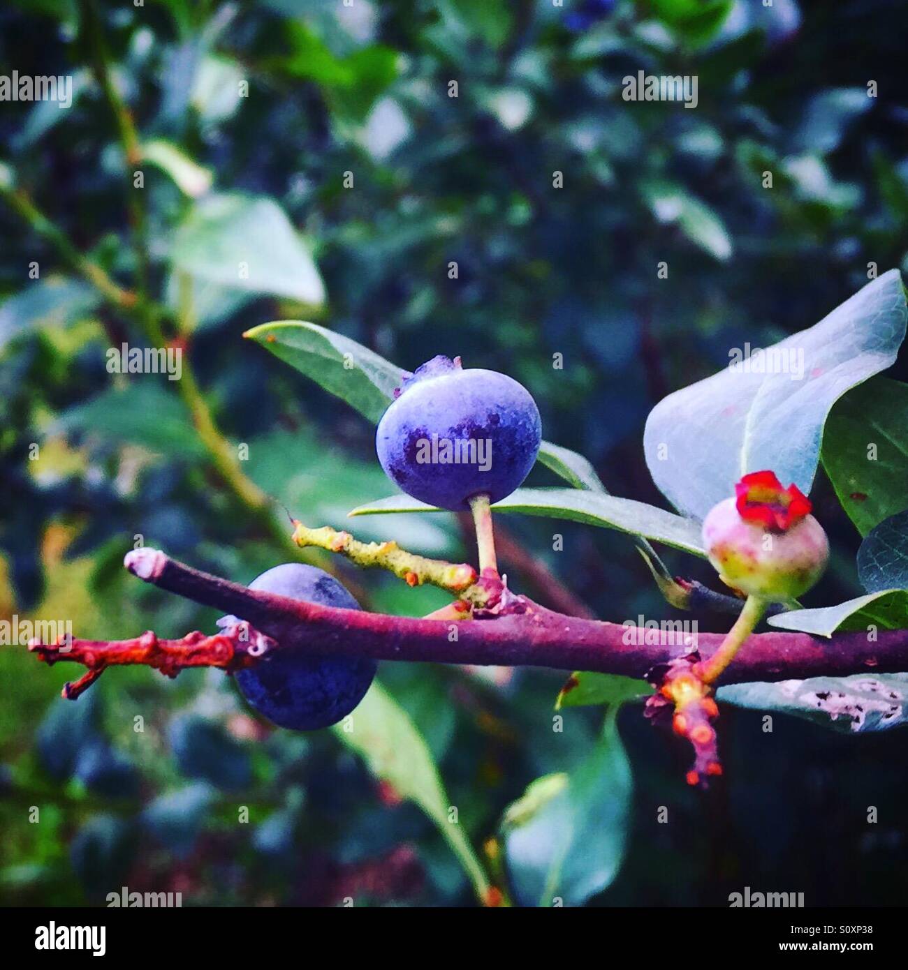 Blueberry tree hi-res stock photography and images - Alamy