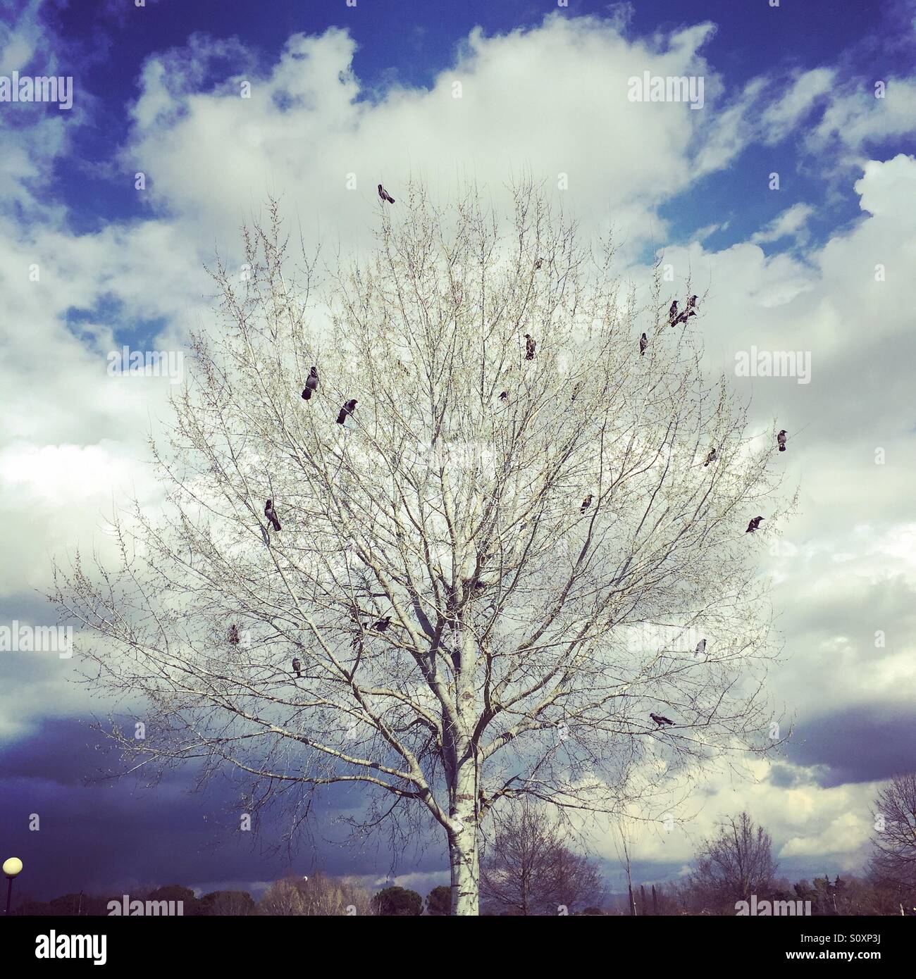 Crows and tree hi-res stock photography and images - Alamy