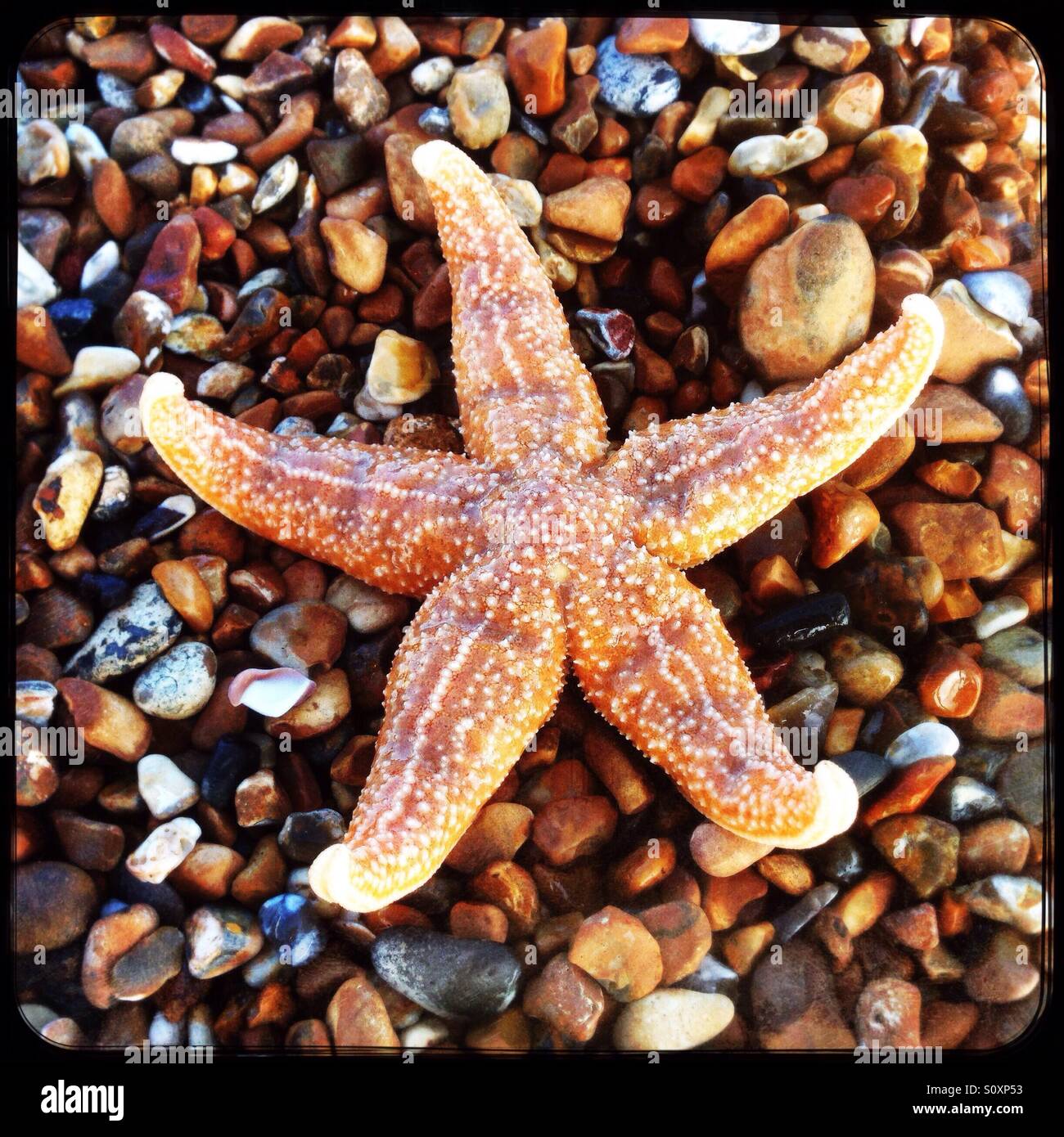 English starfish hi-res stock photography and images - Alamy