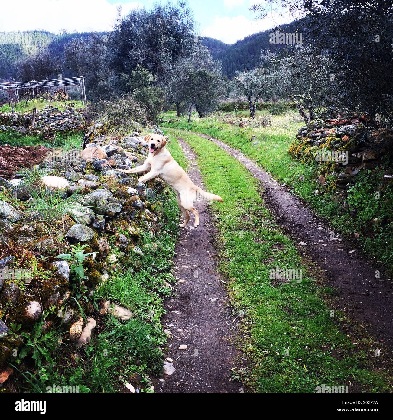 Happy yellow dog hi-res stock photography and images - Alamy