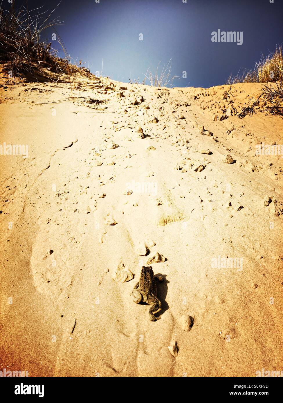 Toad in sand hi-res stock photography and images - Alamy