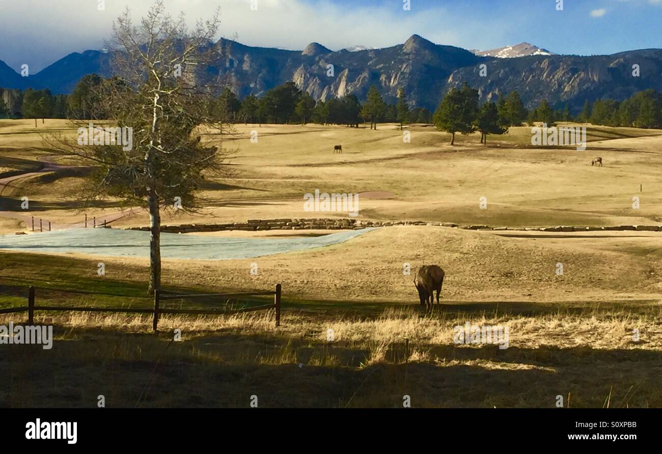 Gold fields hi-res stock photography and images - Alamy