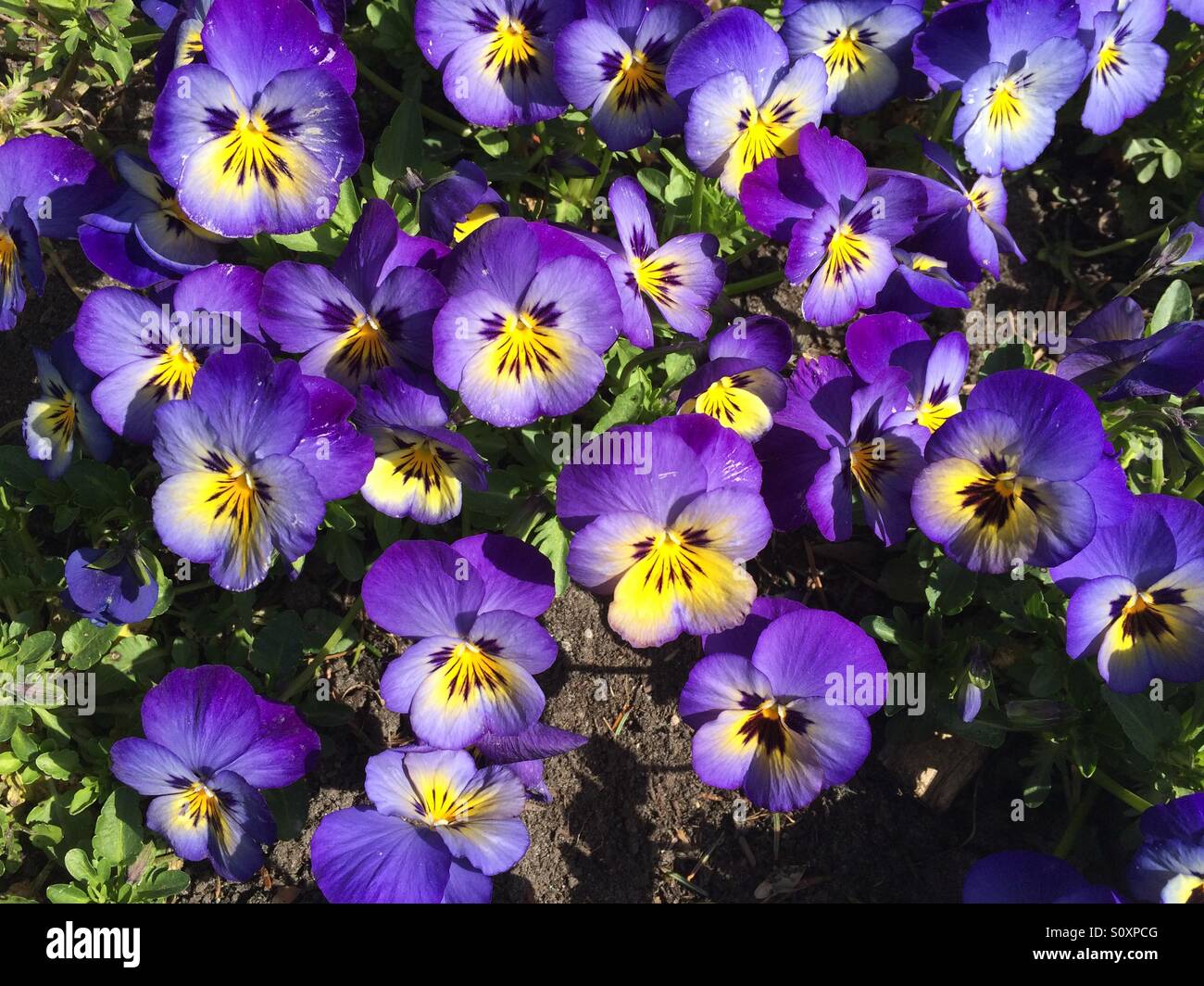 Violet patterns hi-res stock photography and images - Alamy
