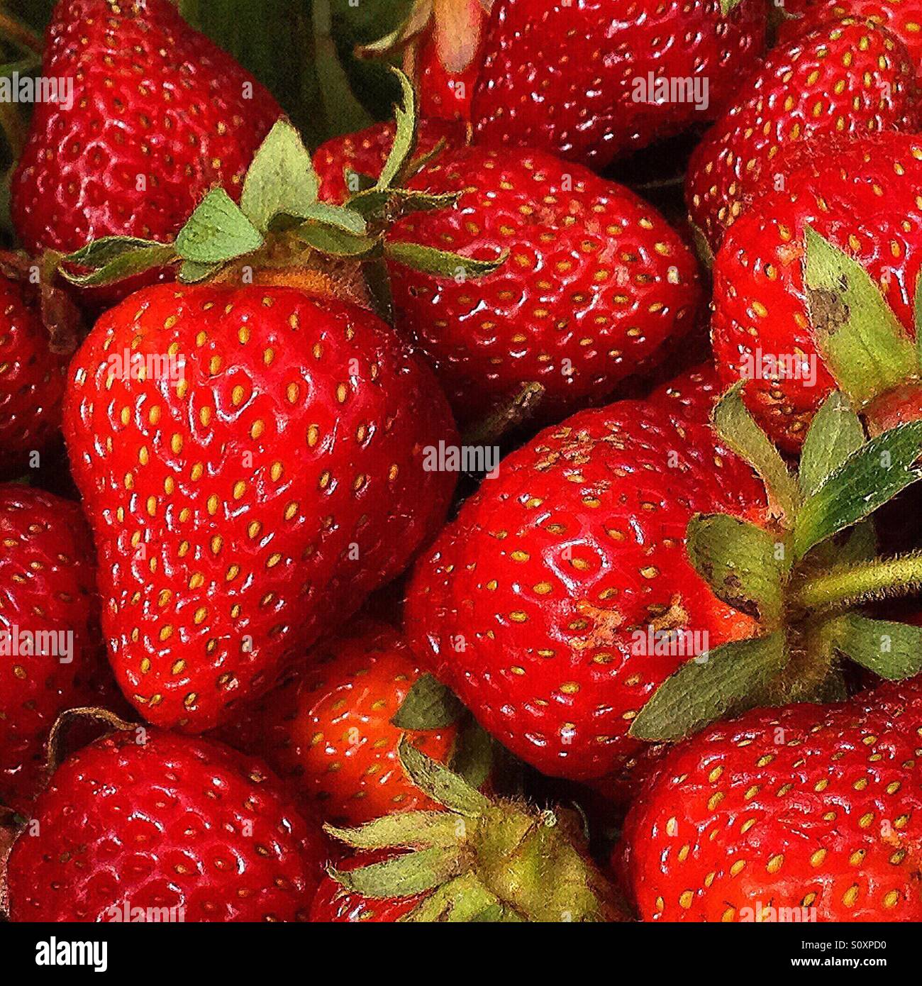 Fresh red organic strawberries Stock Photo - Alamy