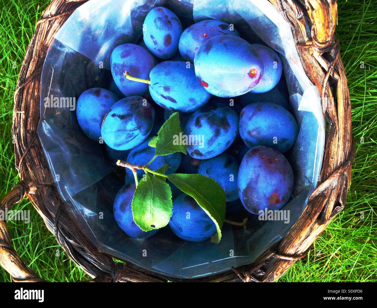 A basket full of juicy ripe prunes sits in green grass Stock Photo - Alamy