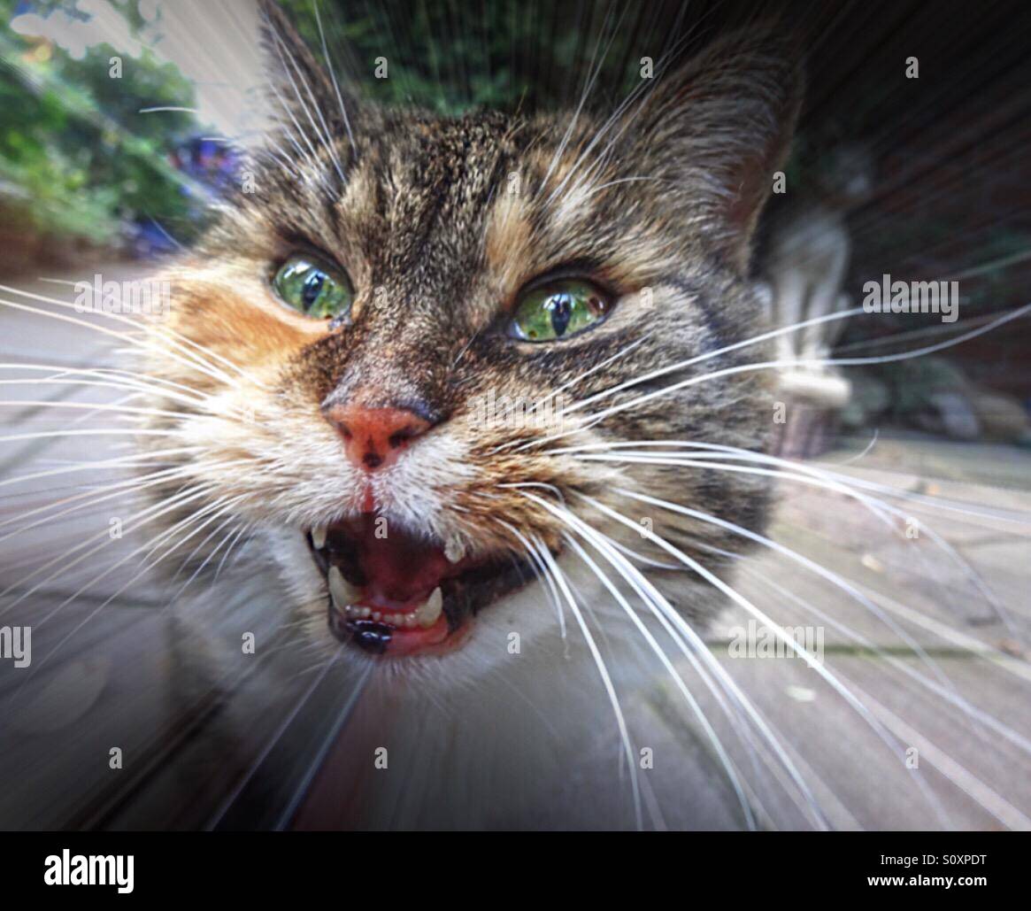 Excited cat hi-res stock photography and images - Alamy