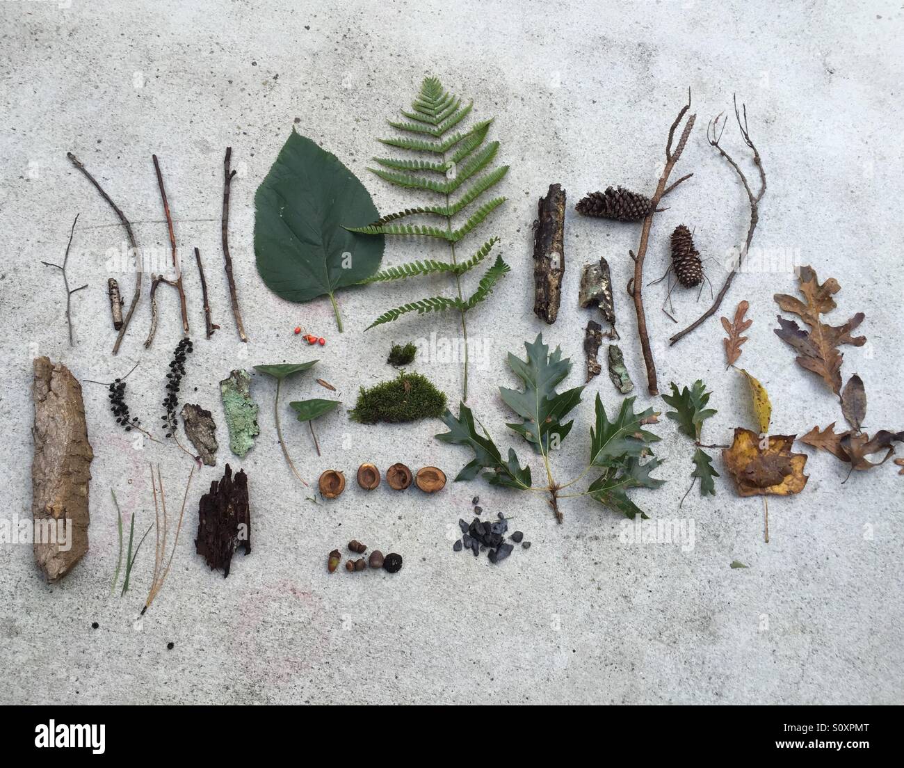 Nature walk collection Stock Photo - Alamy