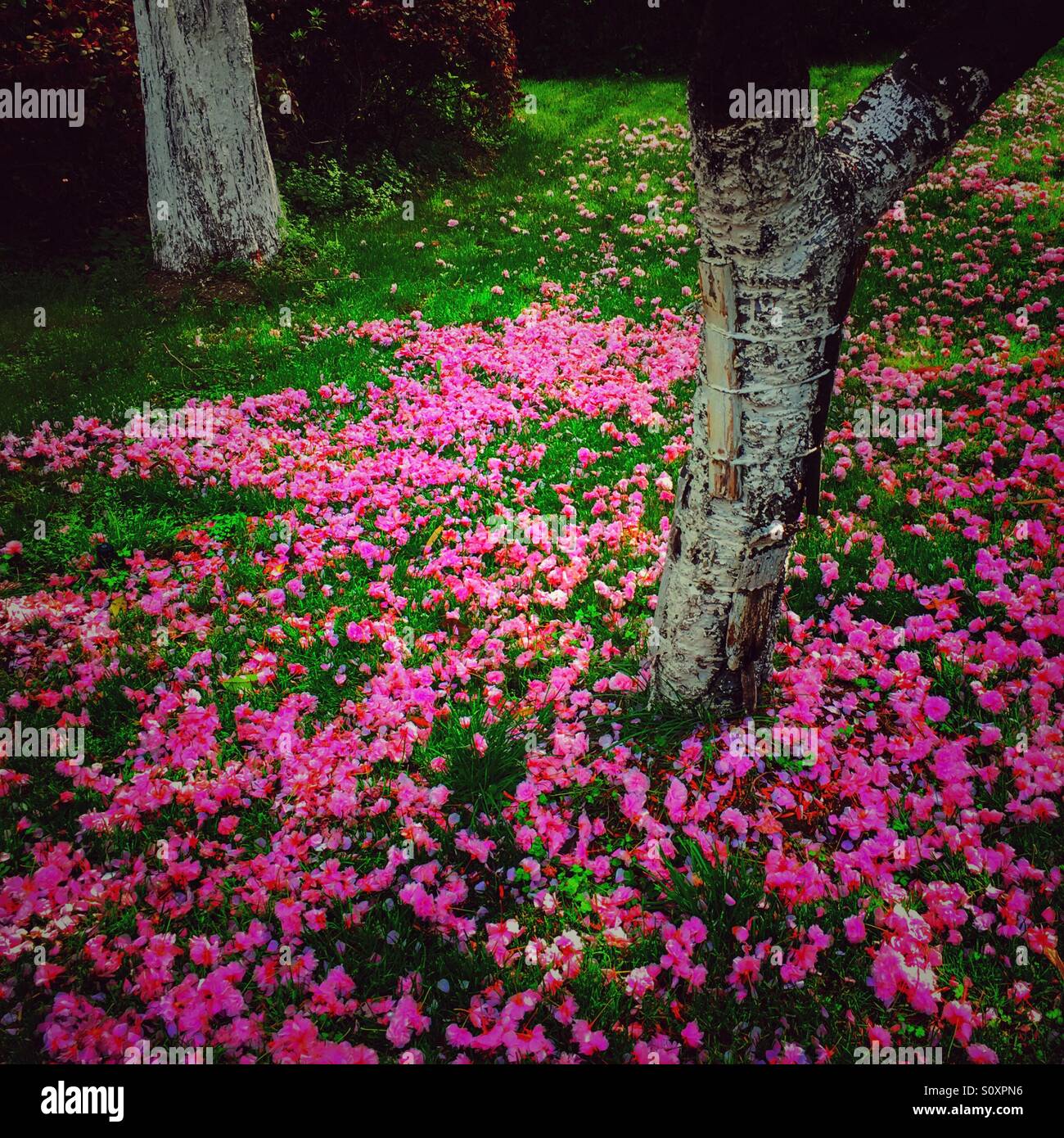 Flowers Falling On Ground High Resolution Stock Photography and Images ...