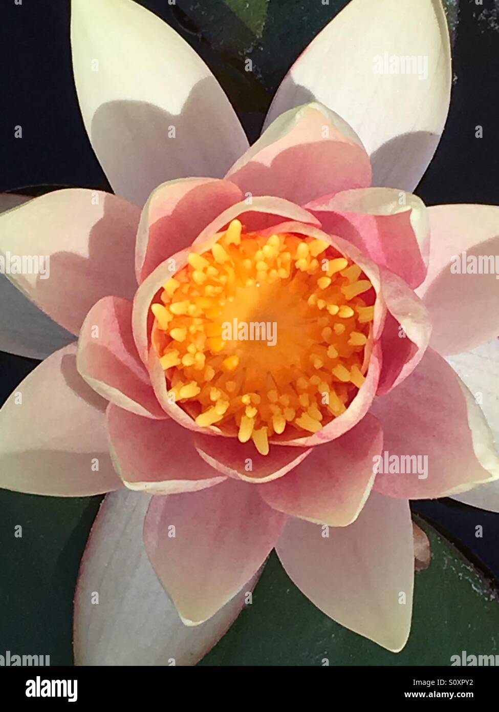 Lily pad flower hi-res stock photography and images - Alamy