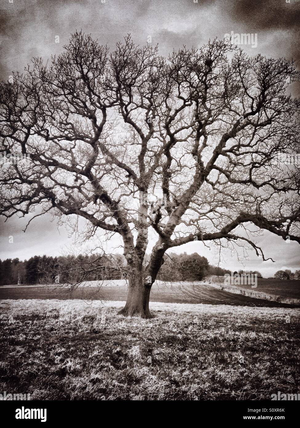Hdr tree hi-res stock photography and images - Alamy