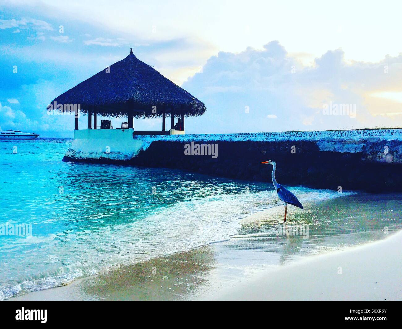 Bird of maldives hi-res stock photography and images - Alamy