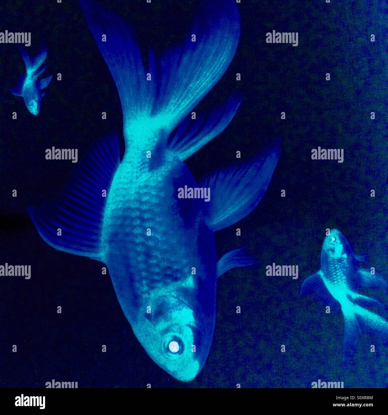 Blue aquarium fishes hi-res stock photography and images - Alamy