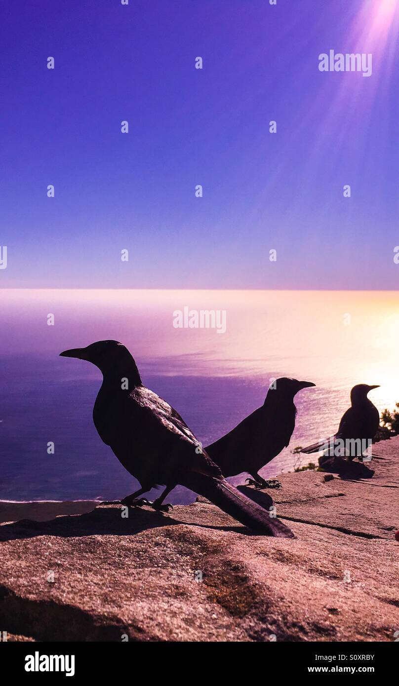 Birds of mountain hi-res stock photography and images - Alamy