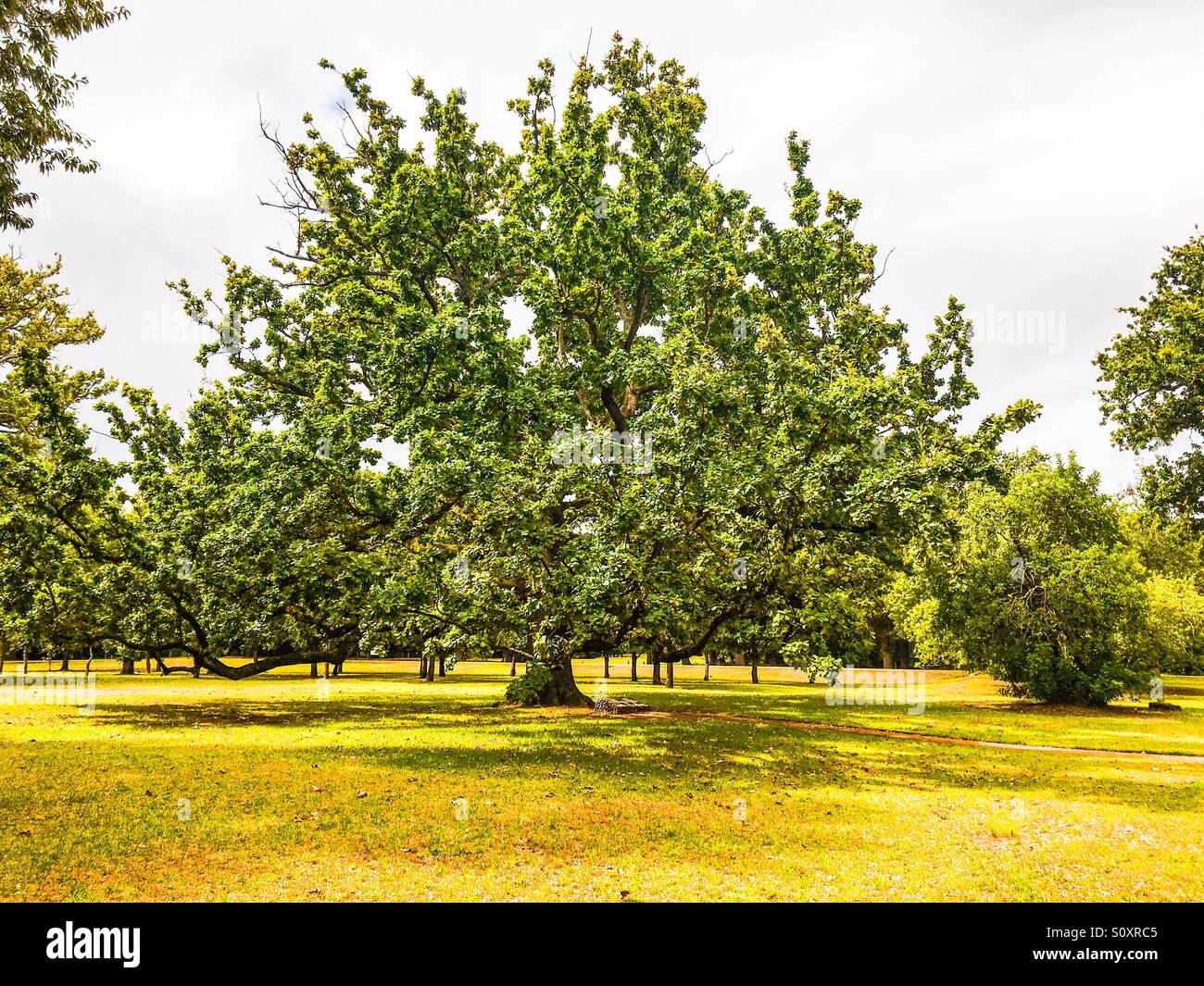 Royal oak tree hi-res stock photography and images - Alamy