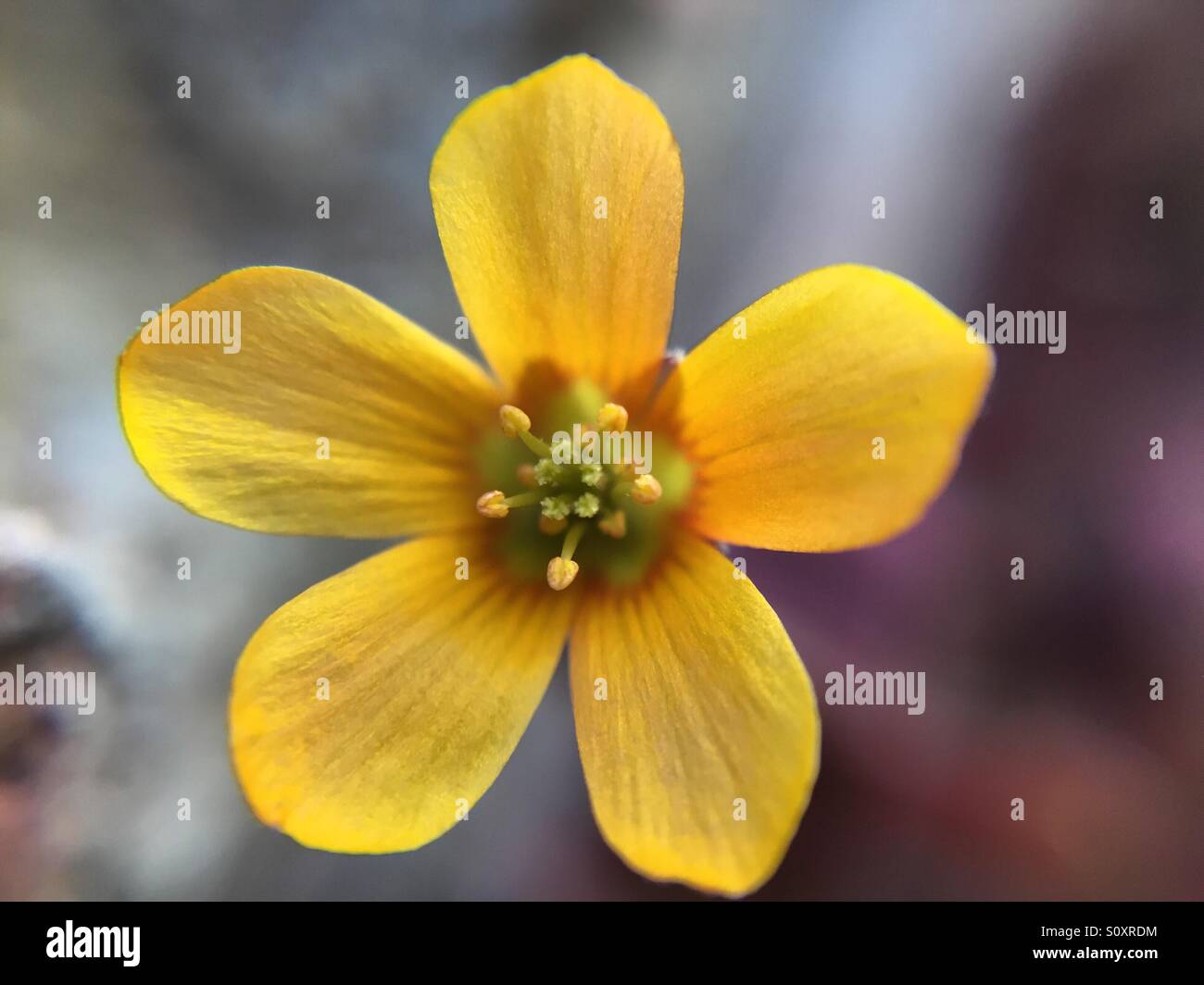 Yellow clover flower hi-res stock photography and images - Alamy