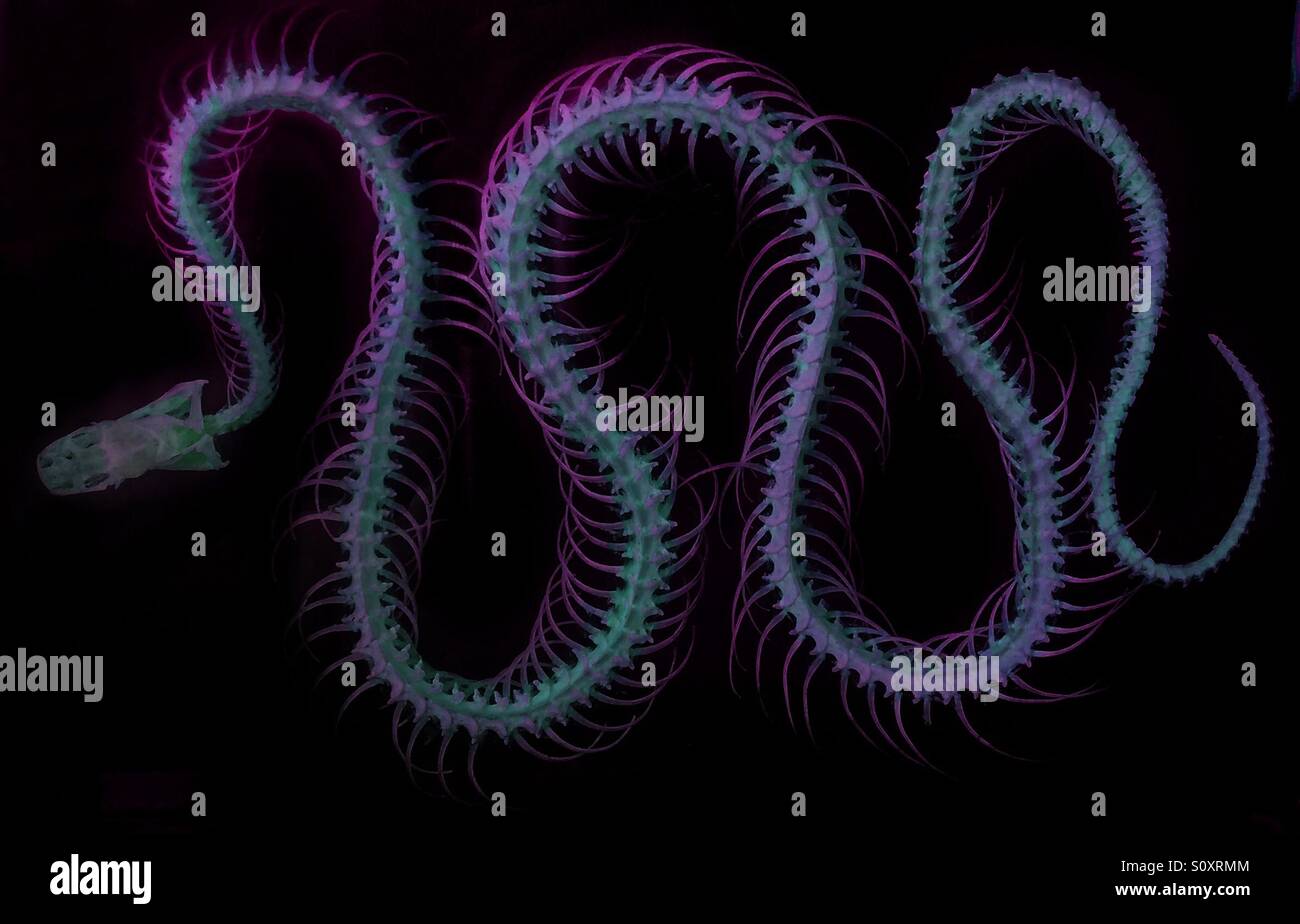 Reptile Spine High Resolution Stock Photography and Images - Alamy