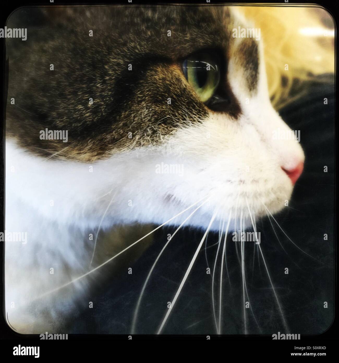 Beautiful tabby and white cat profile Stock Photo - Alamy
