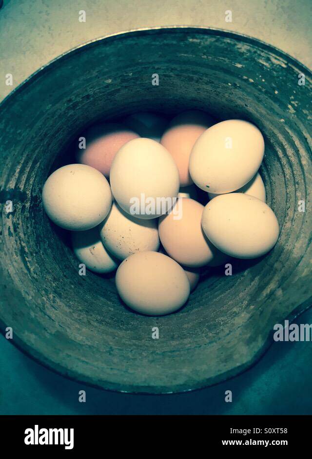 Fresh eggs in a tin can Stock Photo - Alamy