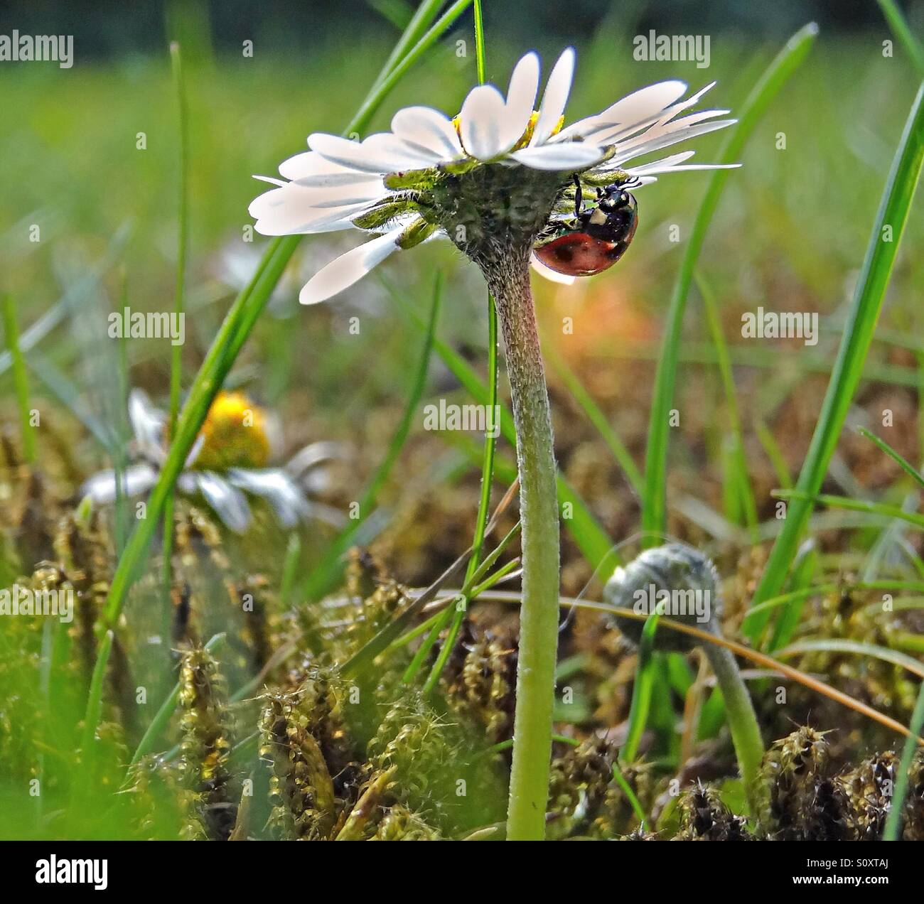 ...happy bug on fine daisy Stock Photo - Alamy