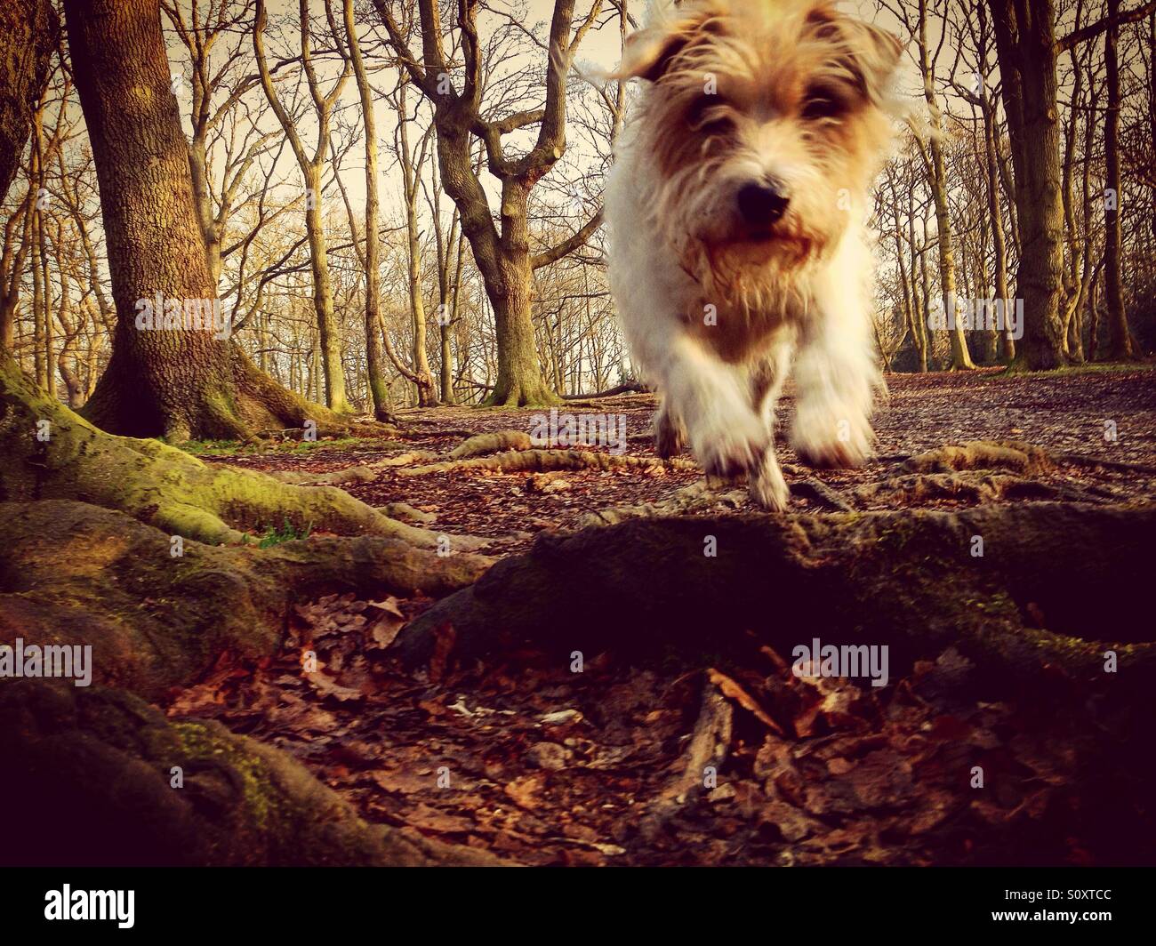 Dog jumping over tree roots Stock Photo - Alamy
