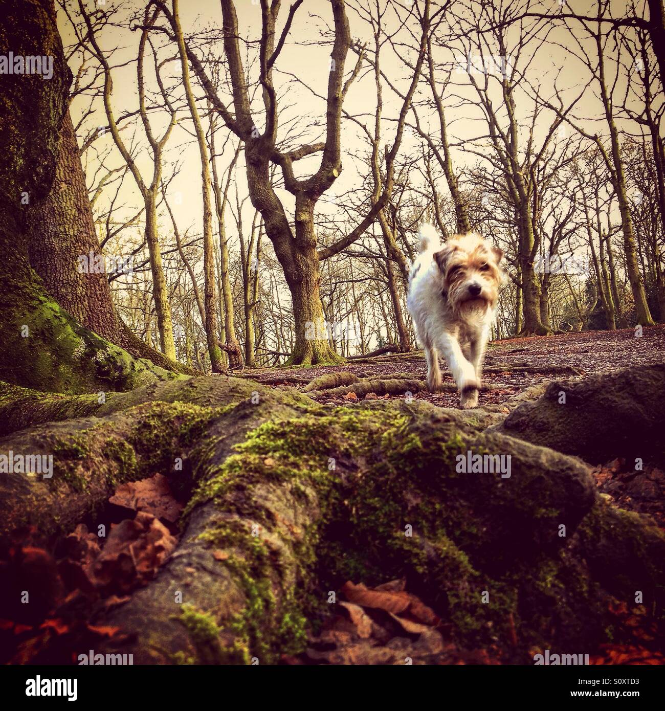 Dog walking through woods Stock Photo - Alamy