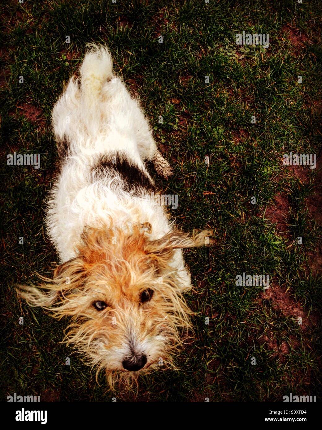 Can Dogs Knock The Wind Out Of Themselves