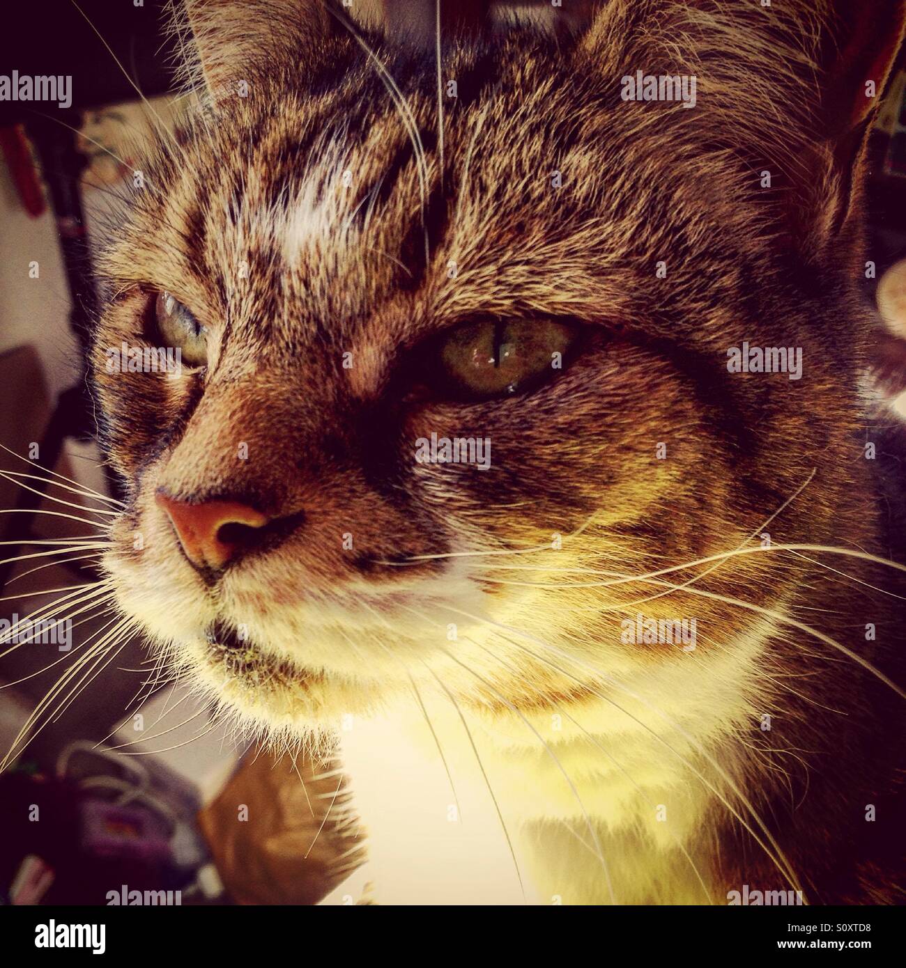 Cat in the sunshine hi-res stock photography and images - Alamy