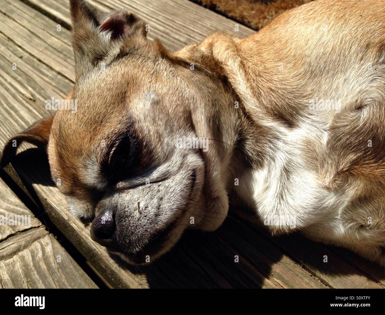 Pug laying in the sun Stock Photo - Alamy