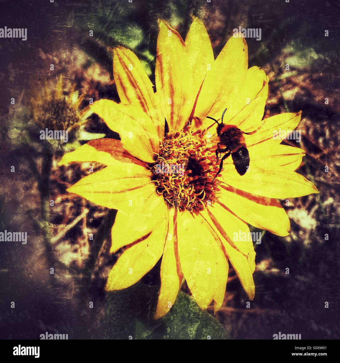 Bee hovering over flower hi-res stock photography and images - Alamy