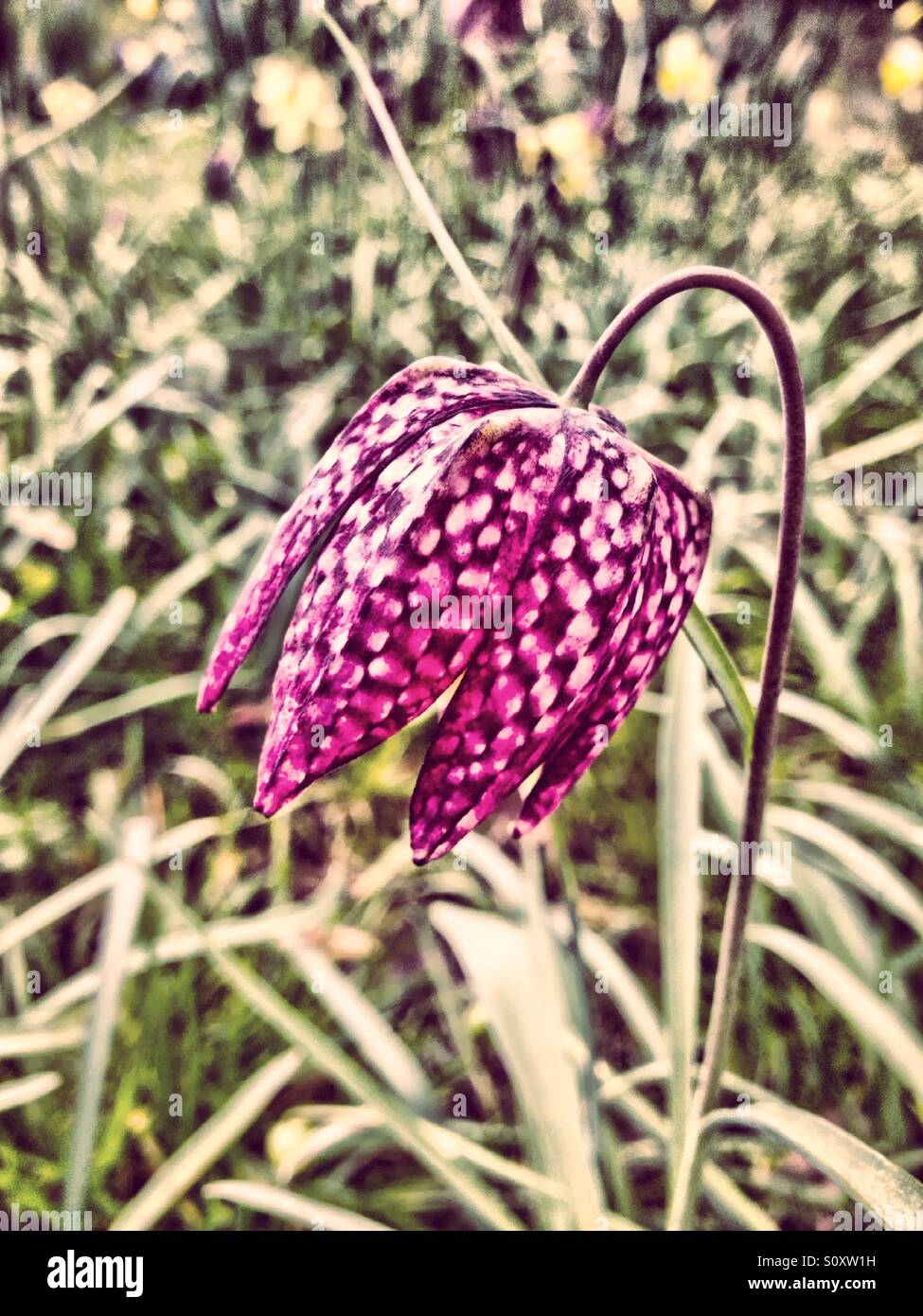 Beauty snakes hi-res stock photography and images - Alamy