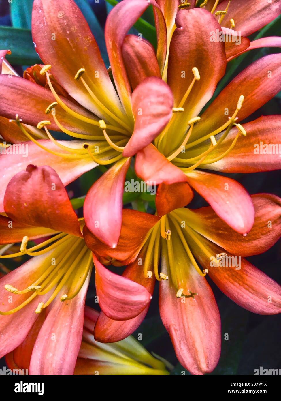 The beauty of the lilies hi-res stock photography and images - Alamy
