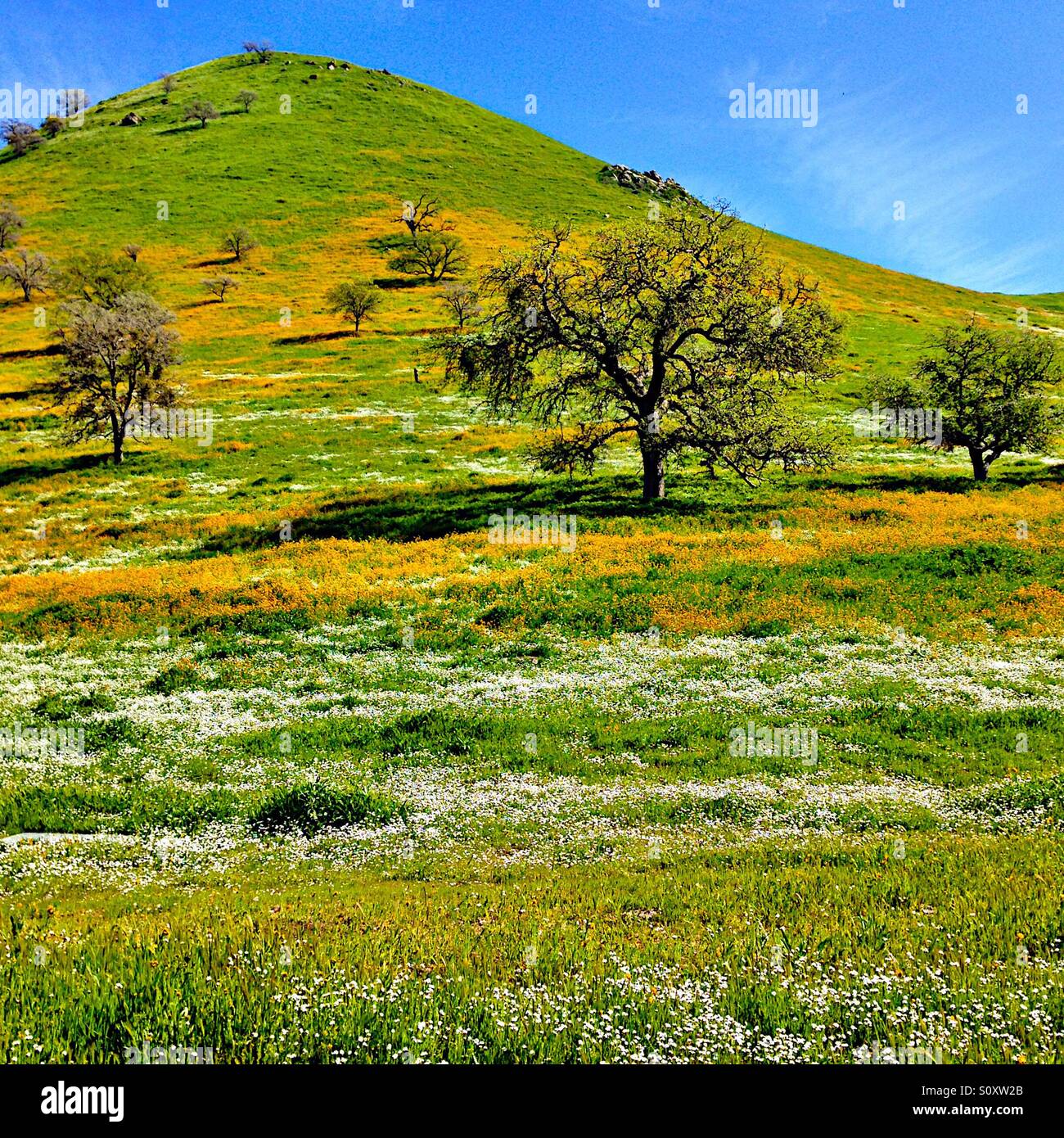 Hillside of wildflowers hi-res stock photography and images - Alamy