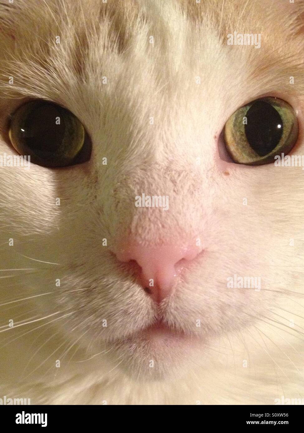 Cat stare hi-res stock photography and images - Alamy