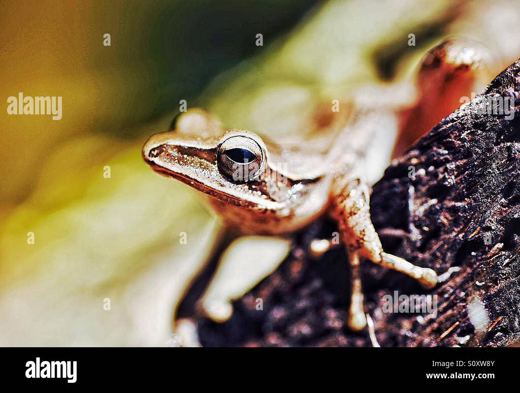 Frog jumper hi-res stock photography and images - Alamy
