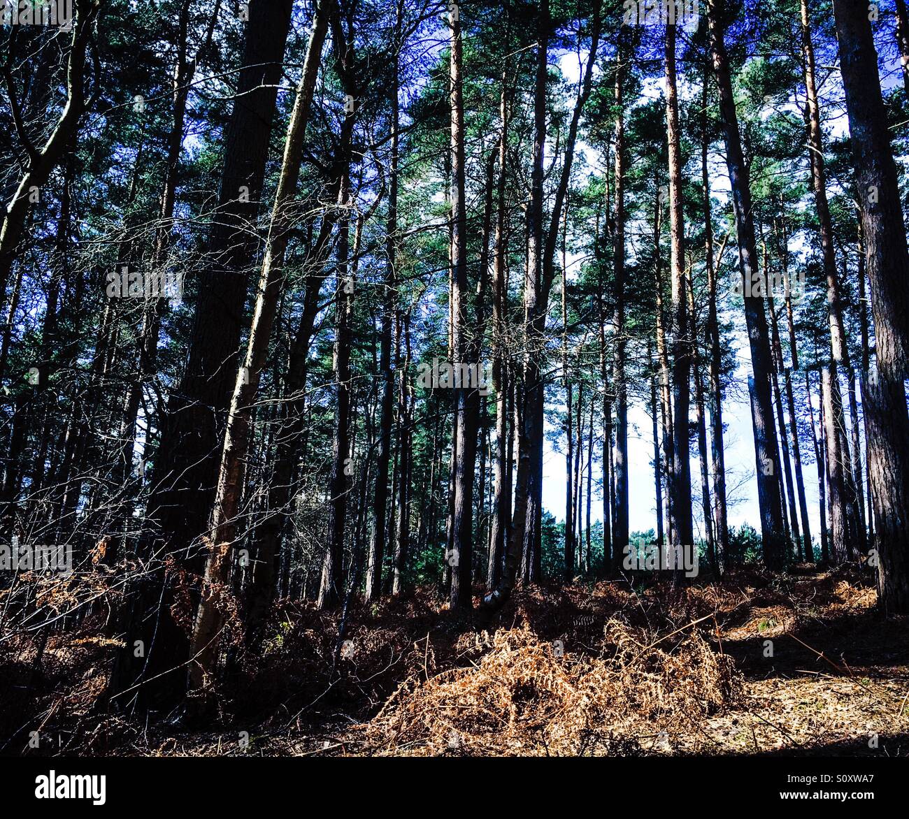 Little brick hill woods Stock Photo - Alamy