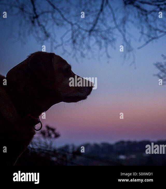 Labrador silhouette hi-res stock photography and images - Alamy